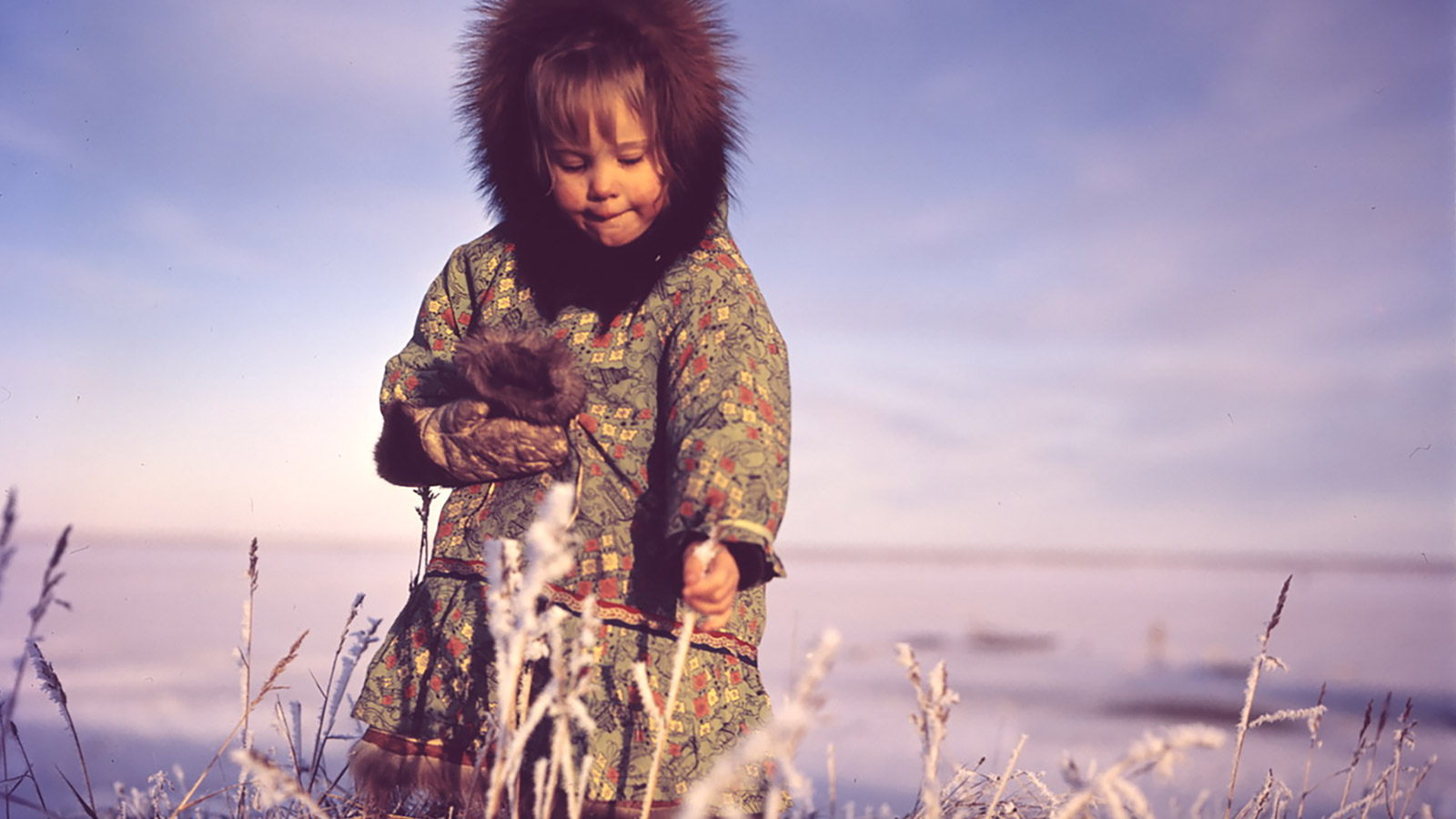 Local Sightings 2018 – Arctic Daughter: A Lifetime of Wilderness ...
