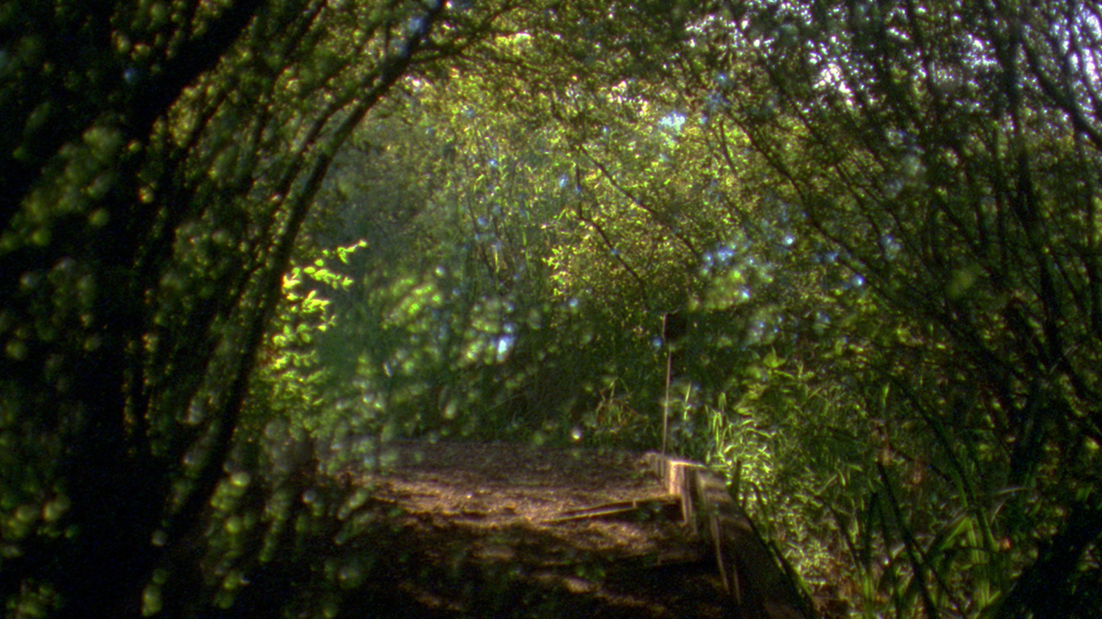 Engauge 2021 – This Beguiling Membrane (Shorts Program) - Northwest ...