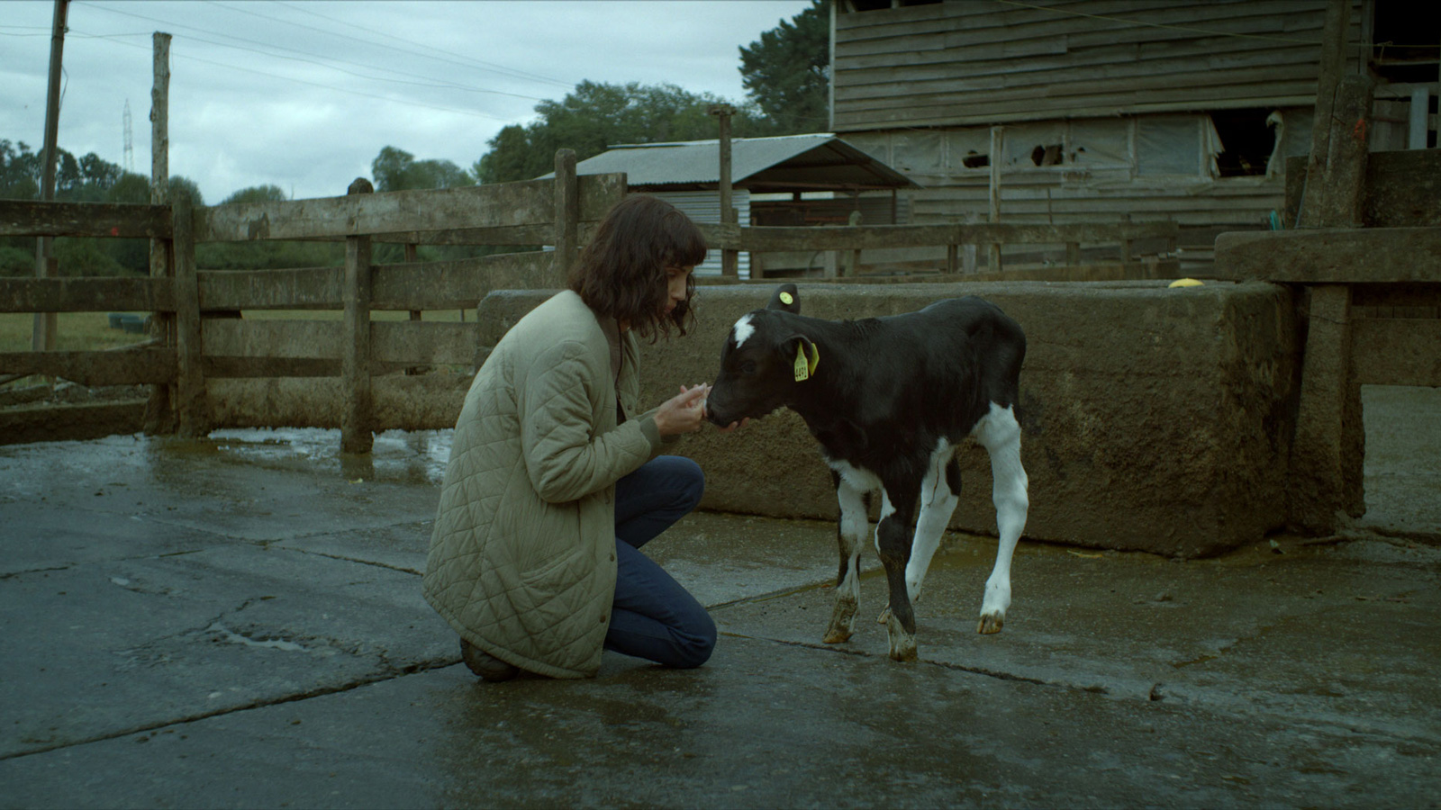 The Cow Who Sang a Song Into the Future (La vaca que cantó una canción ...